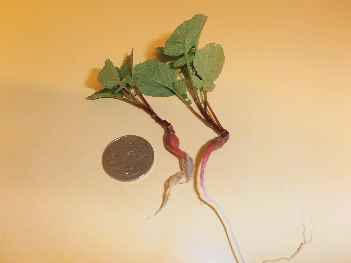 Memoranda – Michelle Cooper, Australian author